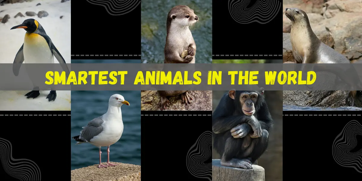 PetBriefs Guide: 35+ Animals That Are Smarter Than You Think