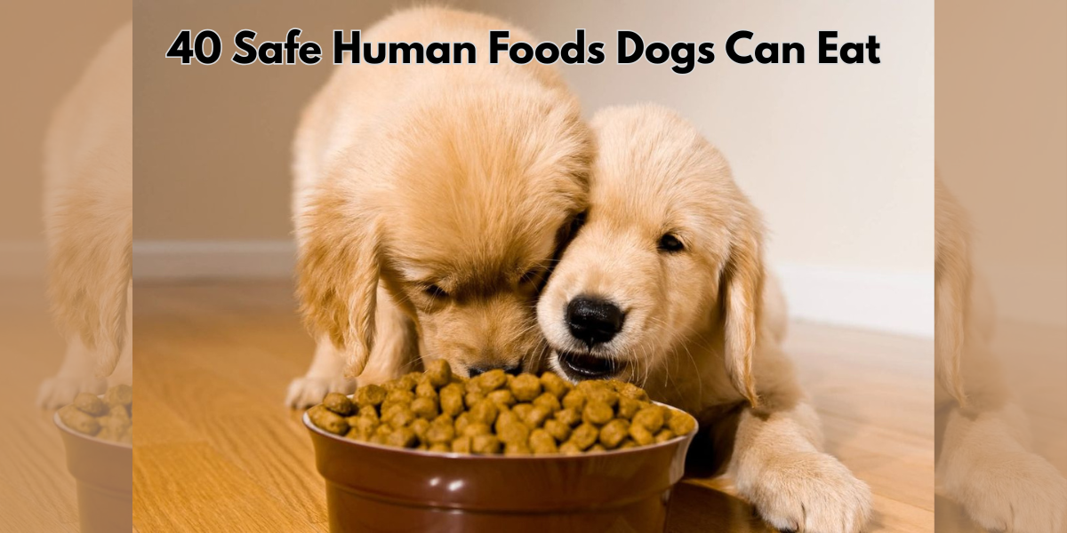 Safe Human Foods for Dogs List: 40 Vet-Approved Choices