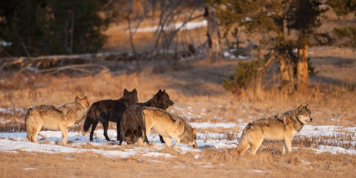 Do Not Do This in Yellowstone: The Wolf Pepper Spray Lesson